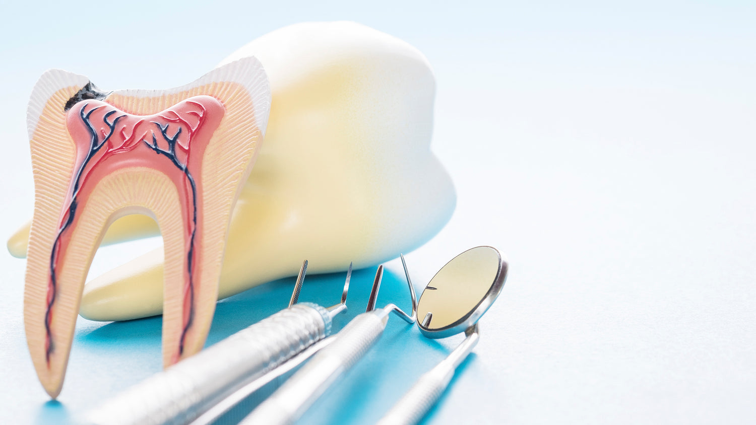ANATOMÍA, CLASIFICACIÓN Y FUNCIÓN DE NUESTROS DIENTES